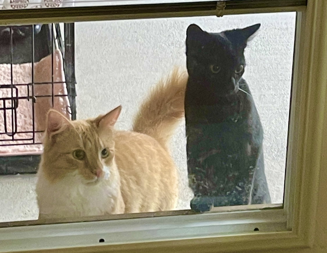 Cats for Adoption in Astor, Florida | Alpha Paw