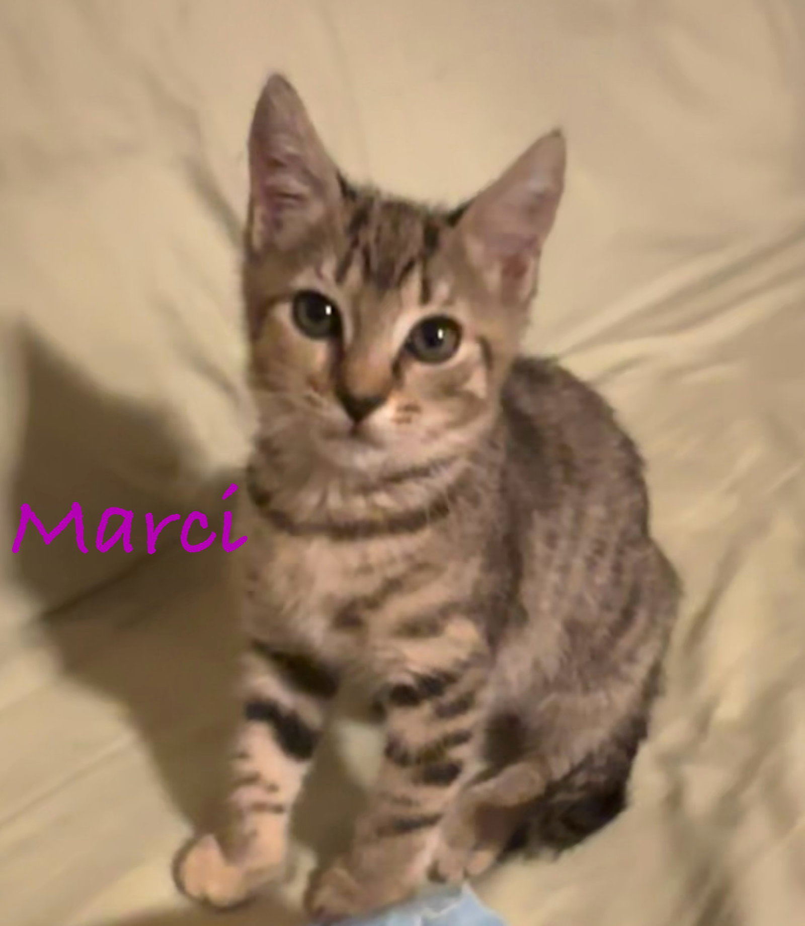Cat adoption in Altamonte Springs, FL 32714: Domestic Short Hair (short ...