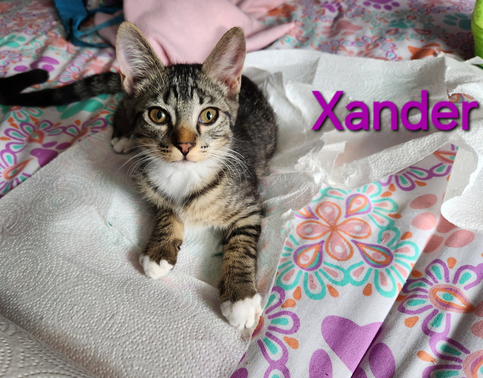 Xander's Web Page