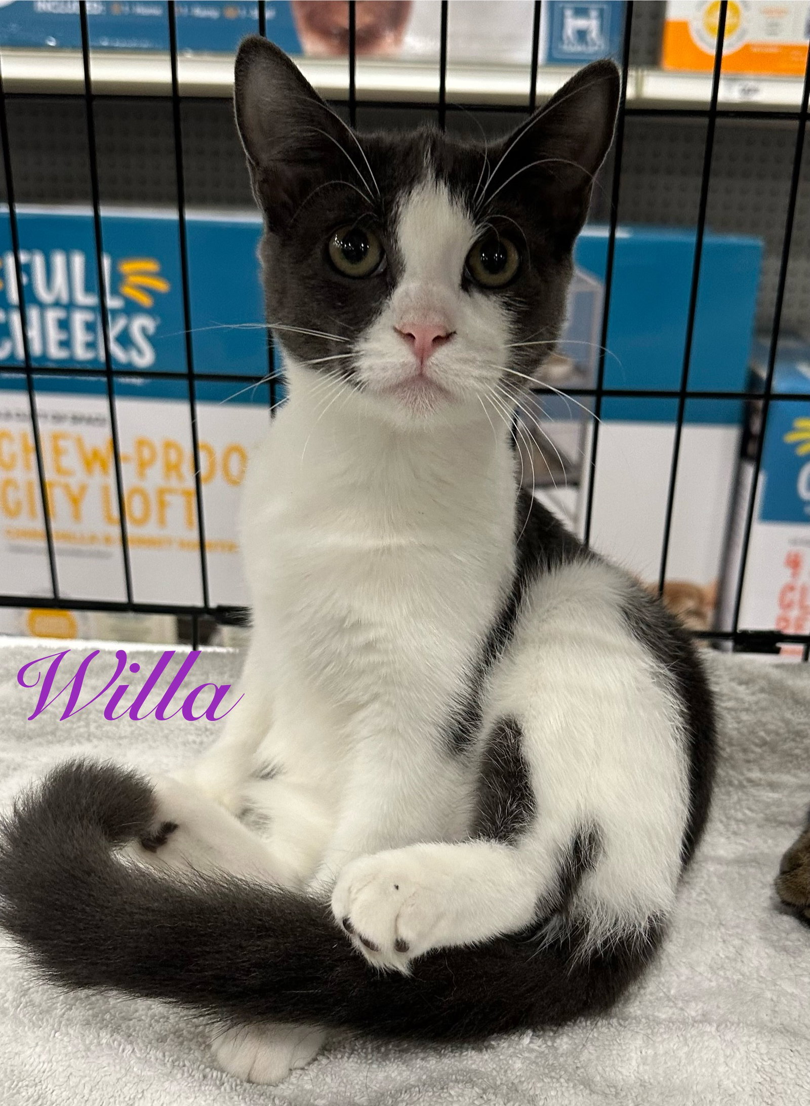 Willa's Web Page