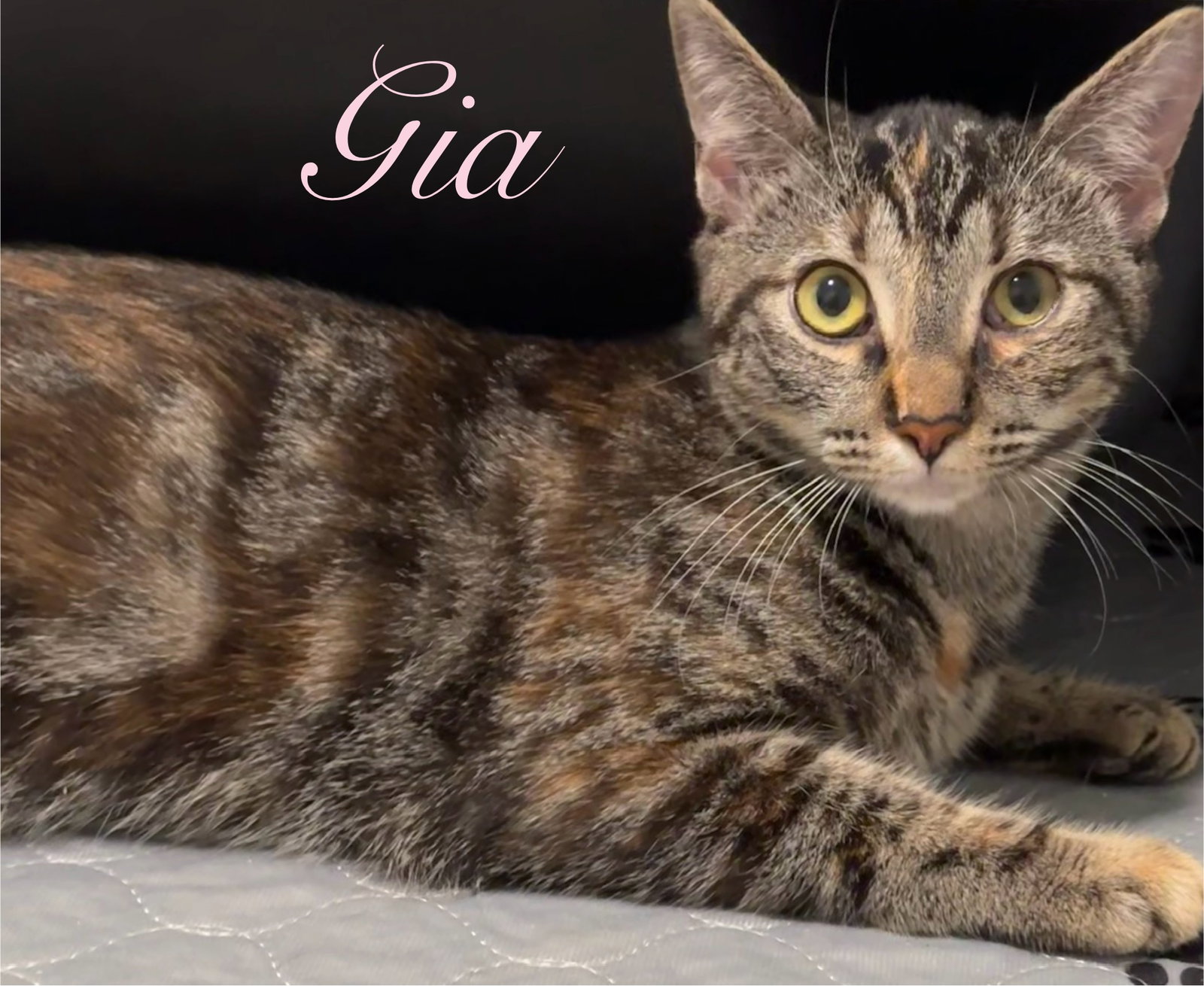 Gia's Web Page