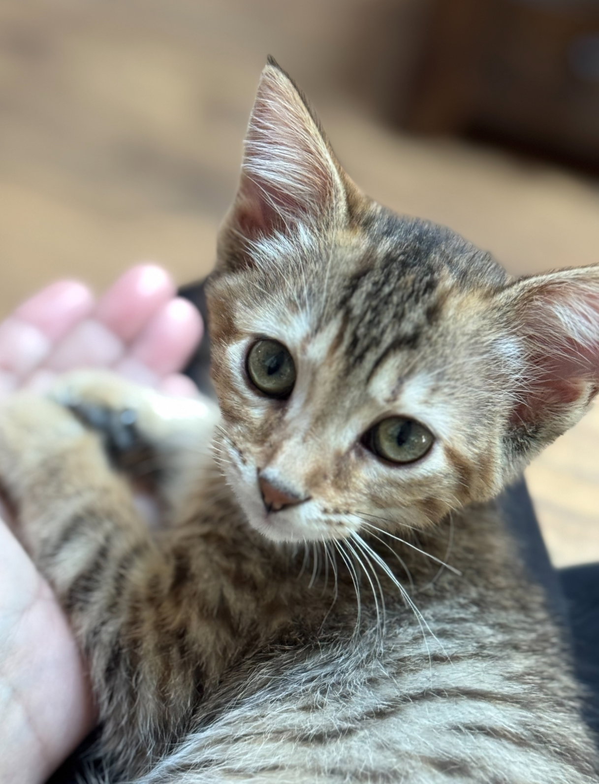 Temperance (Tempe)'s Web Page
