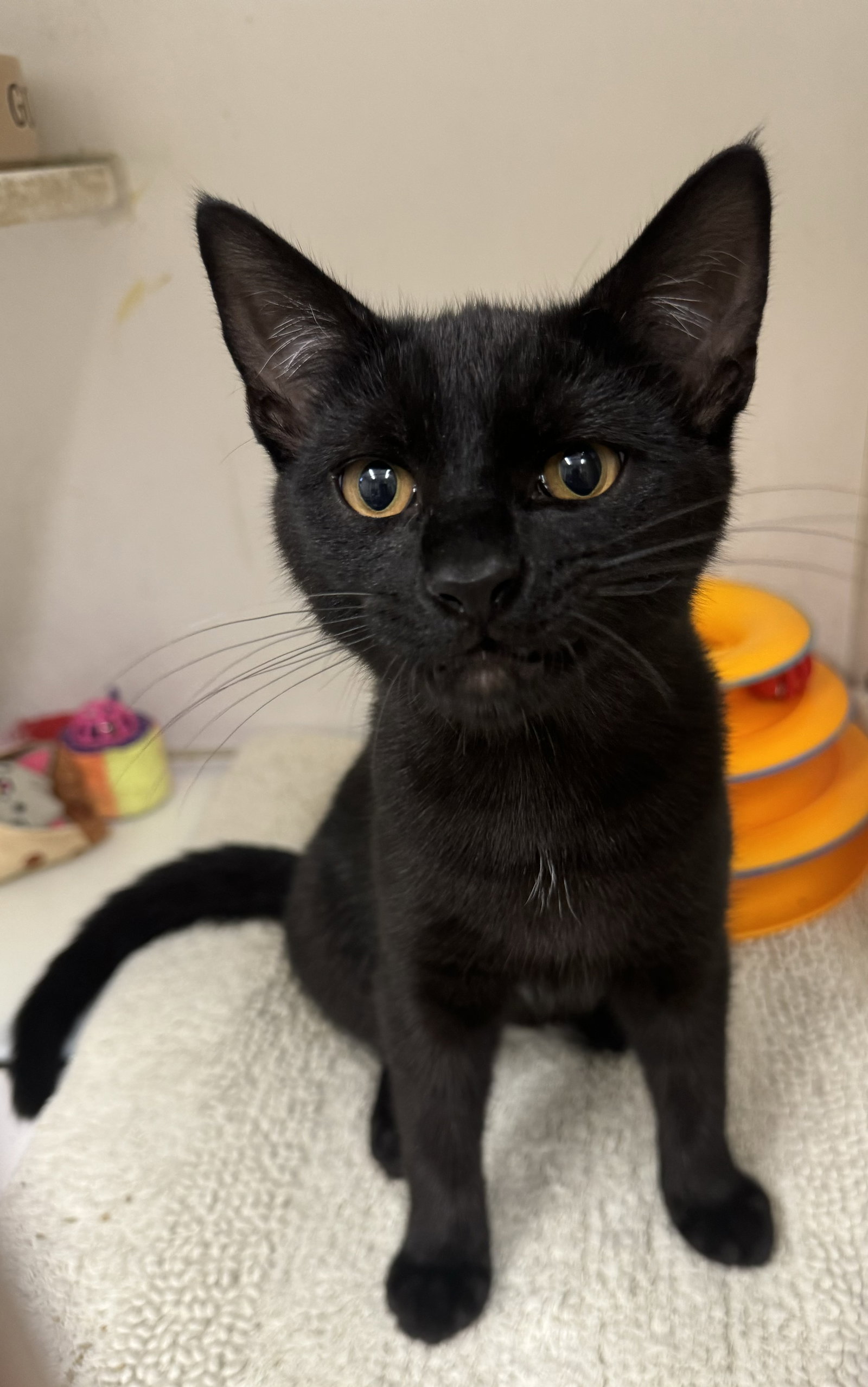 Cats for Adoption in Suffolk County, New York | Alpha Paw