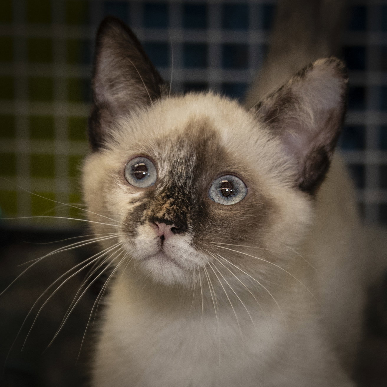Cat adoption in Wilmington, NC 28408: Domestic Short Hair (short coat ...