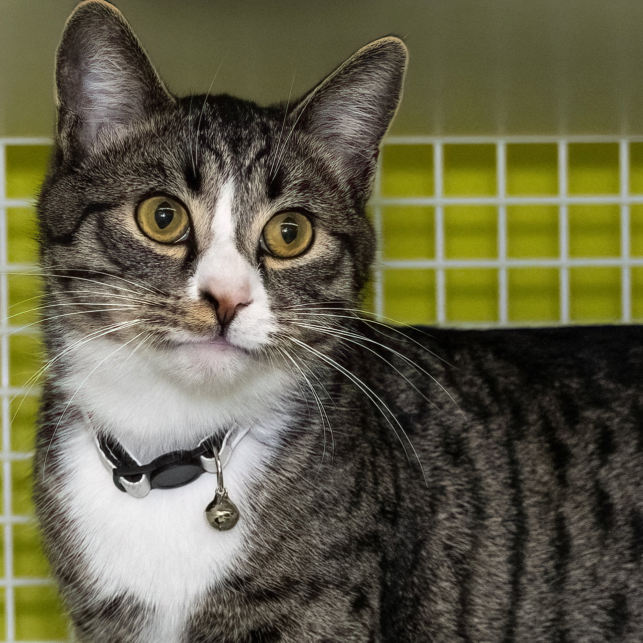 Cat adoption in Wilmington, NC 28408: Domestic Short Hair (short coat ...