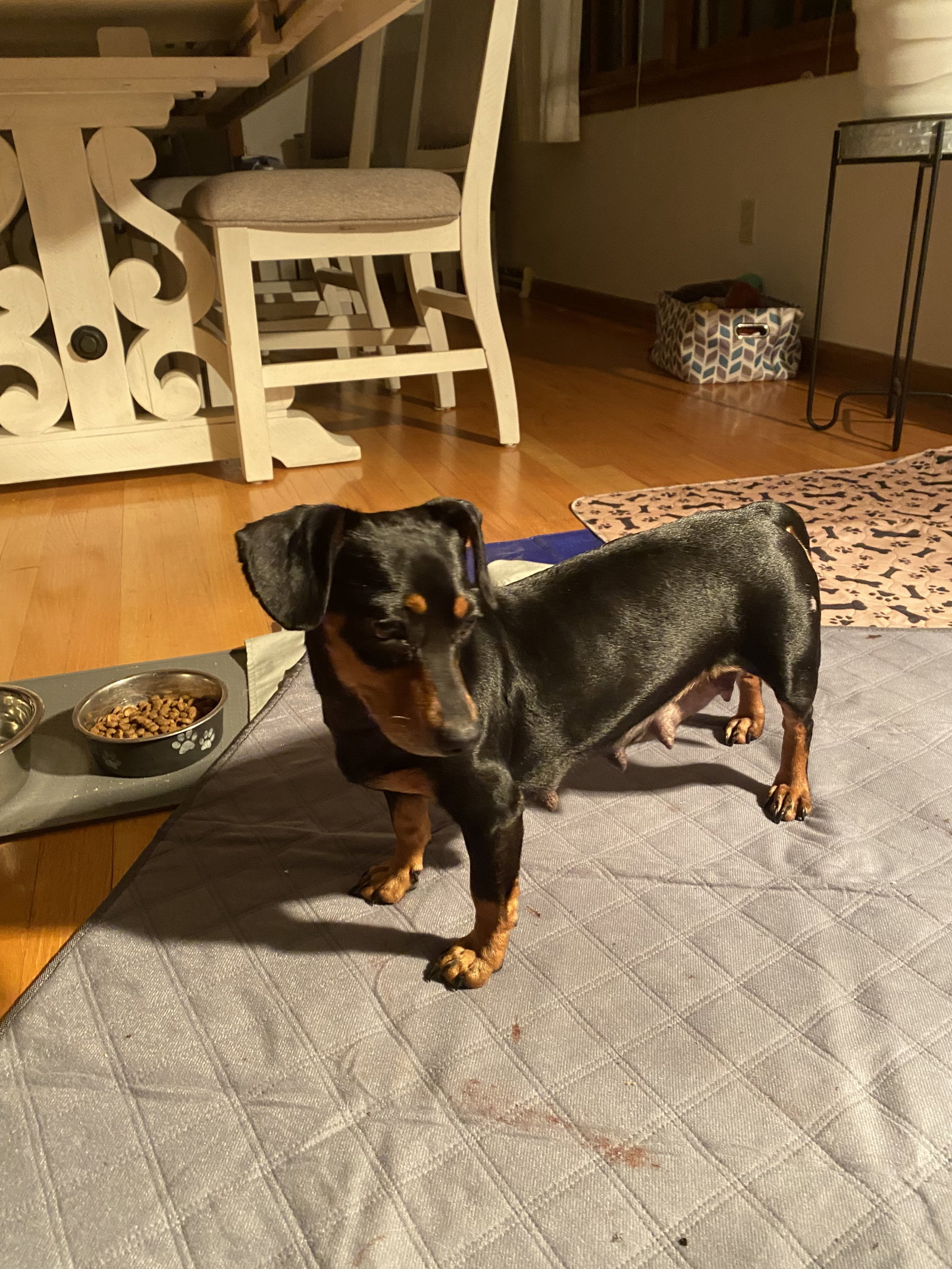 Dog for Adoption - Willow, a Dachshund in Augusta County, VA | Alpha Paw