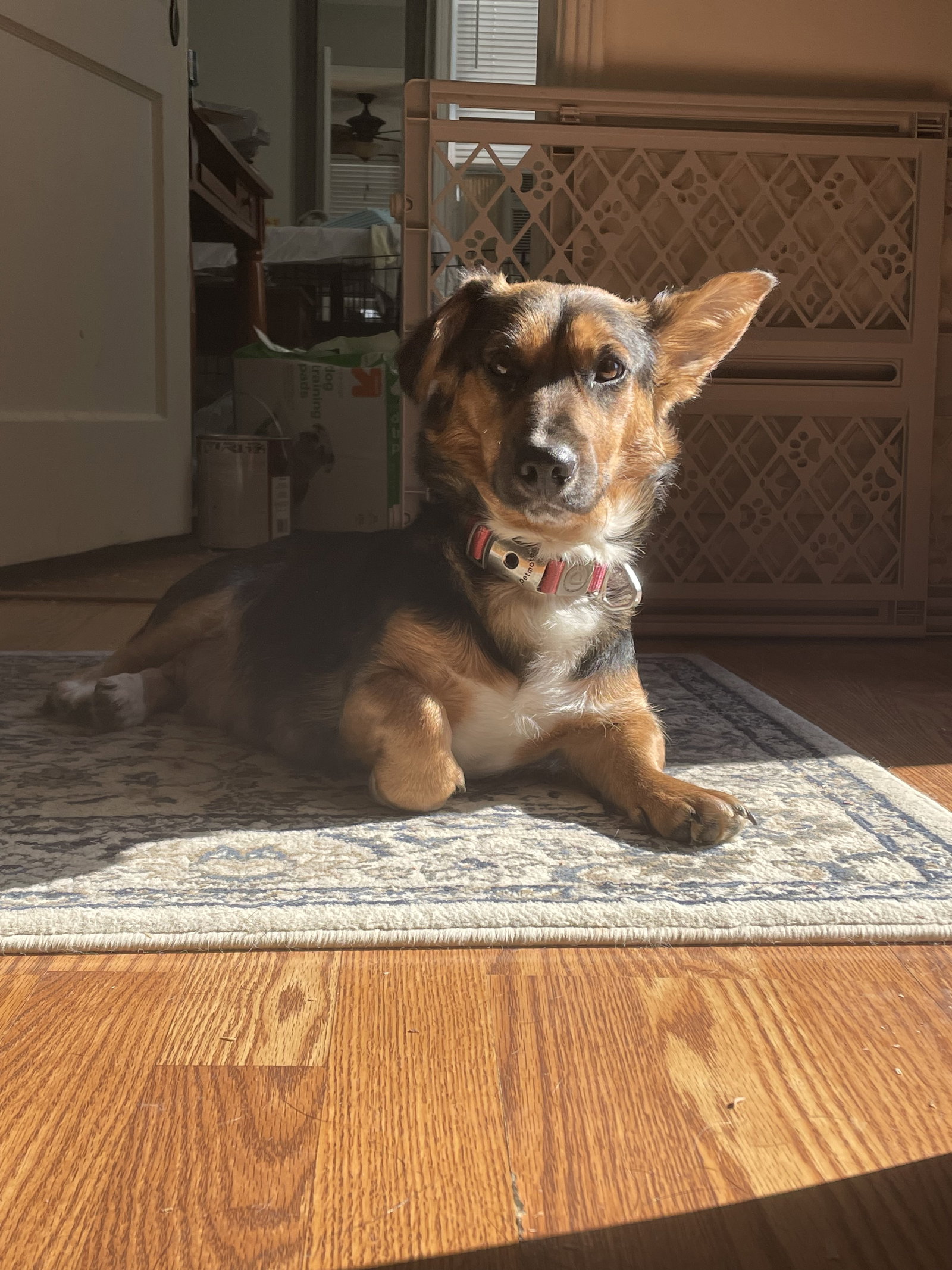 Dog for Adoption - Peep, a Corgi in Stanley, VA | Alpha Paw