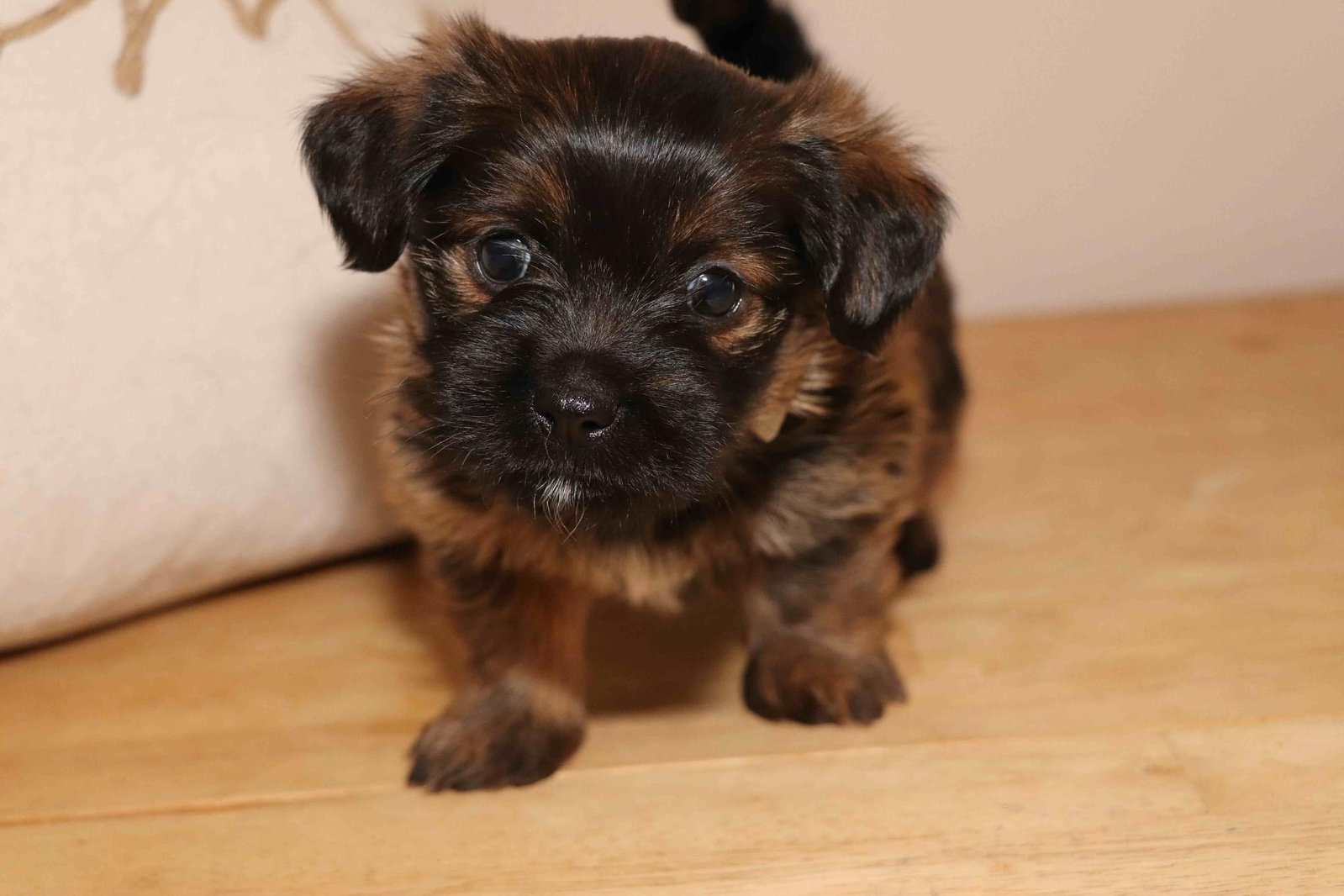 Hope's Boy Puppy 1 white collar's Web Page