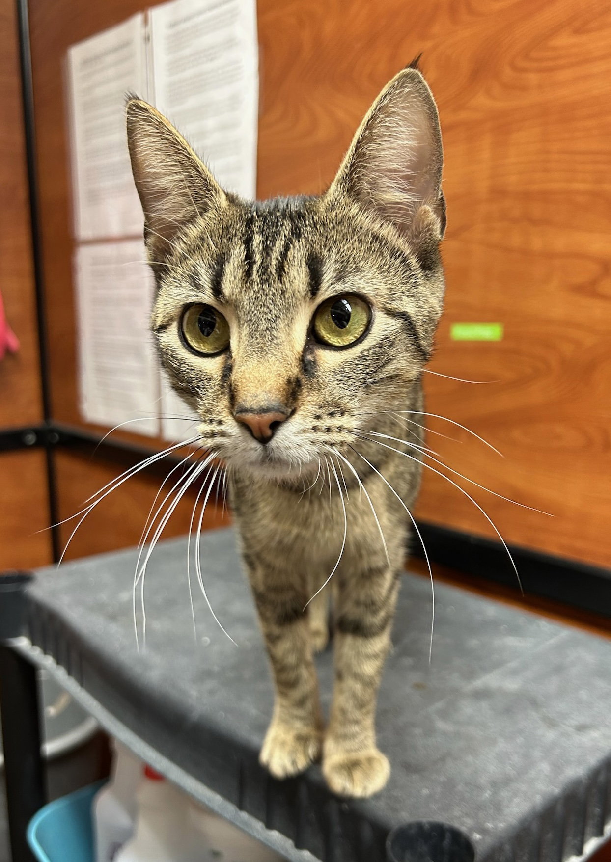 Cats for Adoption in Ripley, Mississippi | Alpha Paw