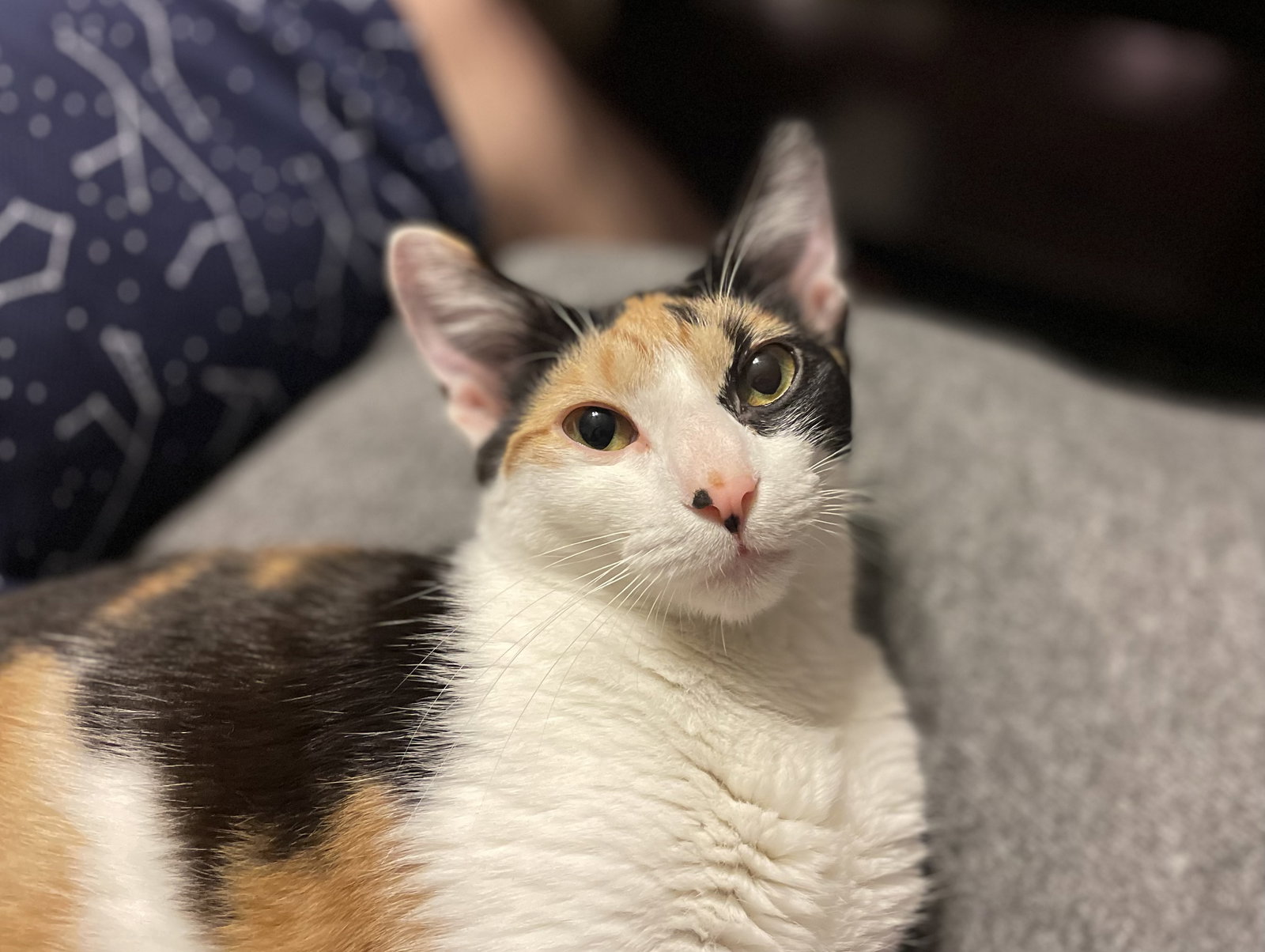 Cats for Adoption in Ripley, Mississippi | Alpha Paw