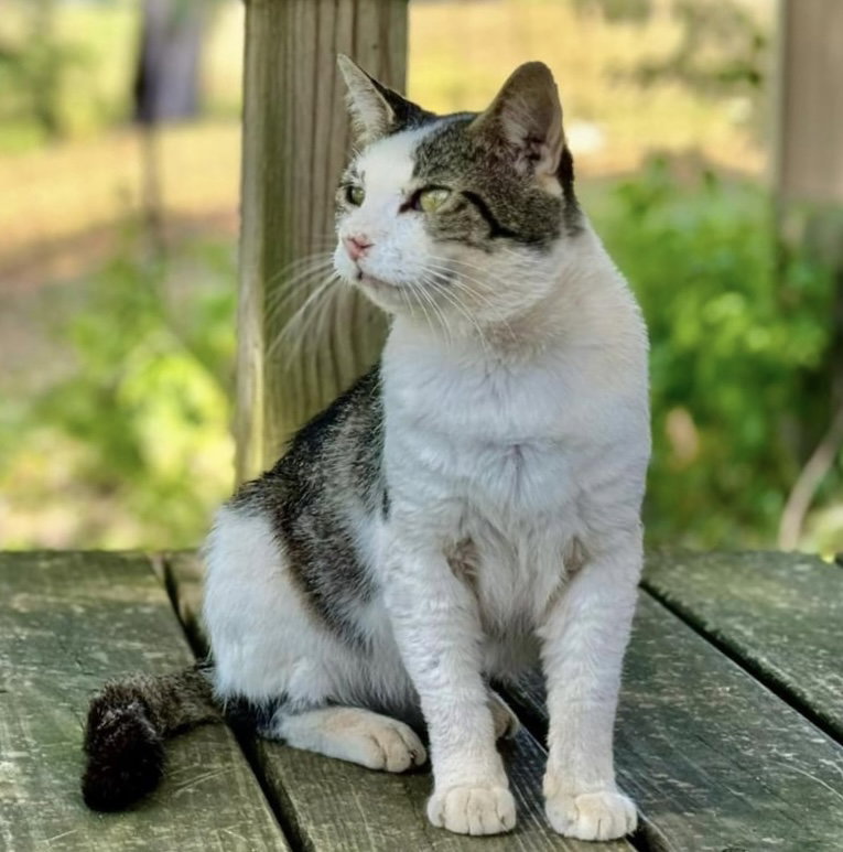 Cats for Adoption in Olive Branch, Mississippi | Alpha Paw