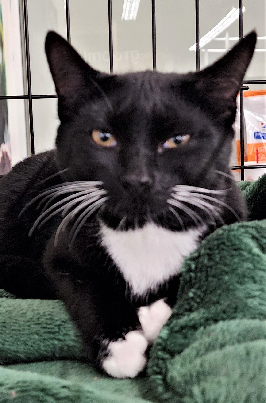 Cats for Adoption in Brevard County, Florida | Alpha Paw