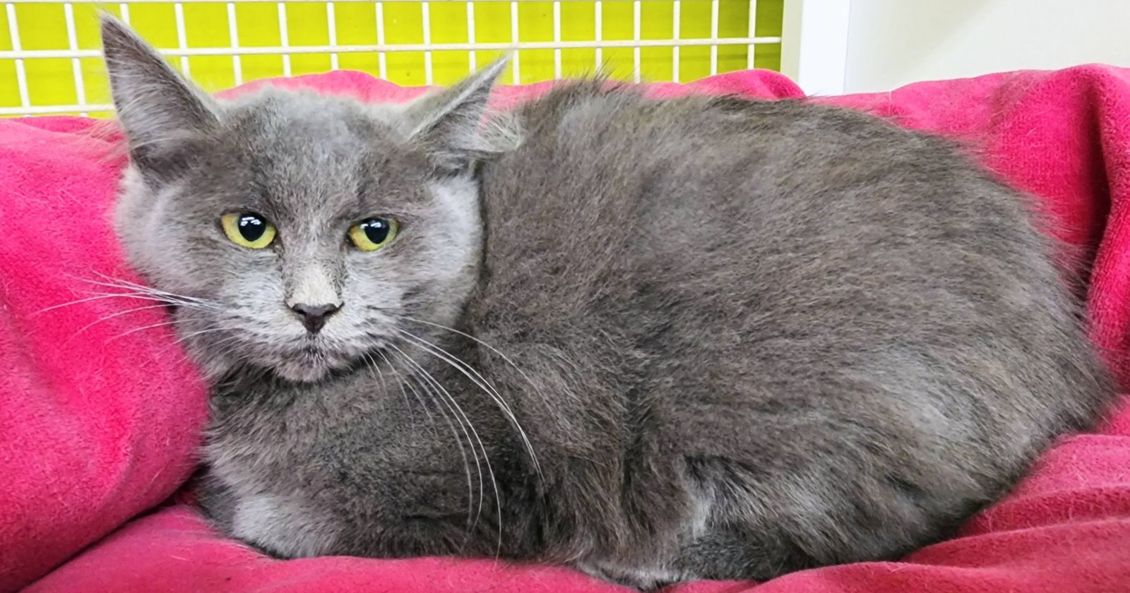 Cats for Adoption in Azalea Park, Florida | Alpha Paw