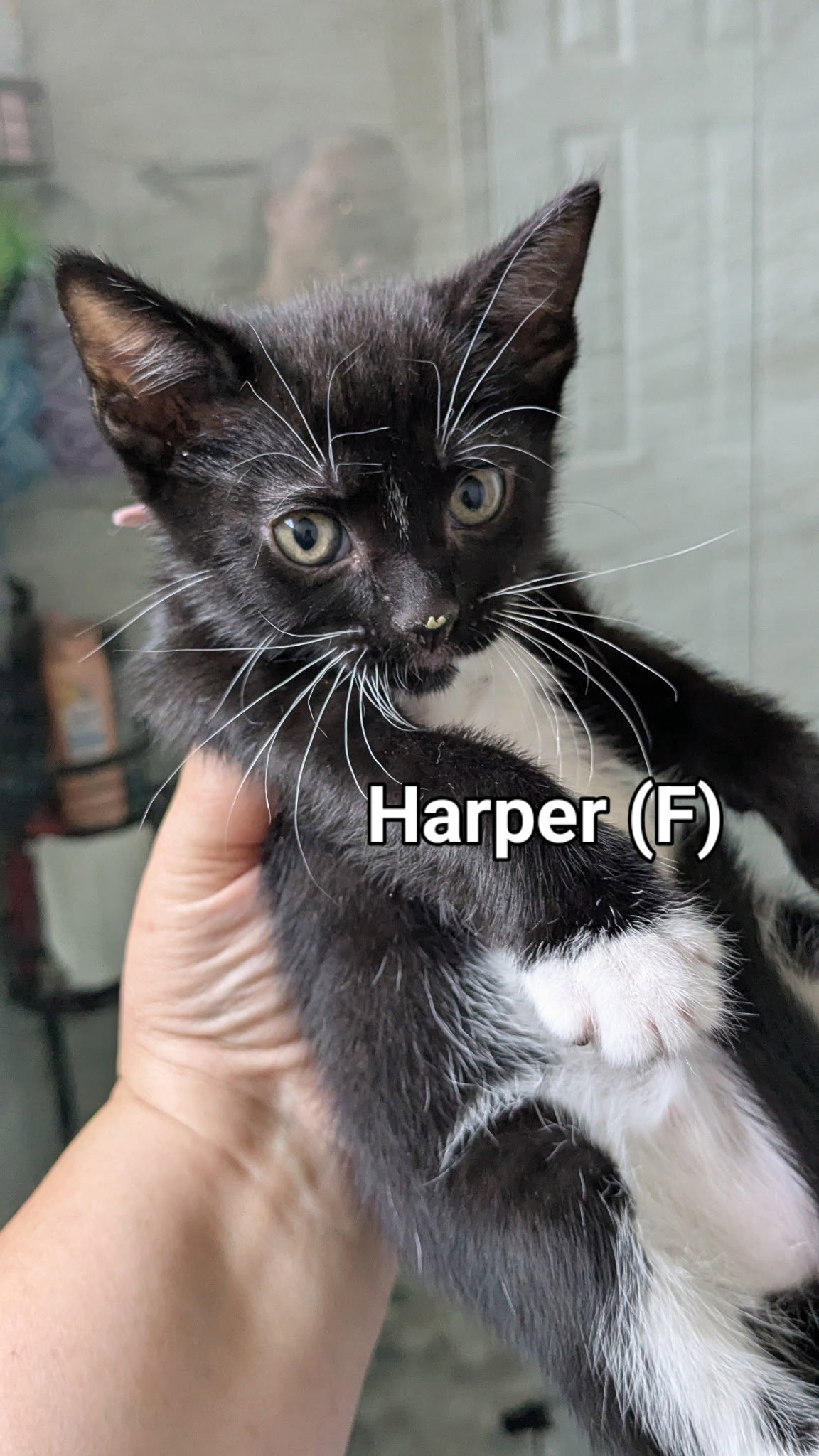 Harper Hamilton Apr 2025's Web Page