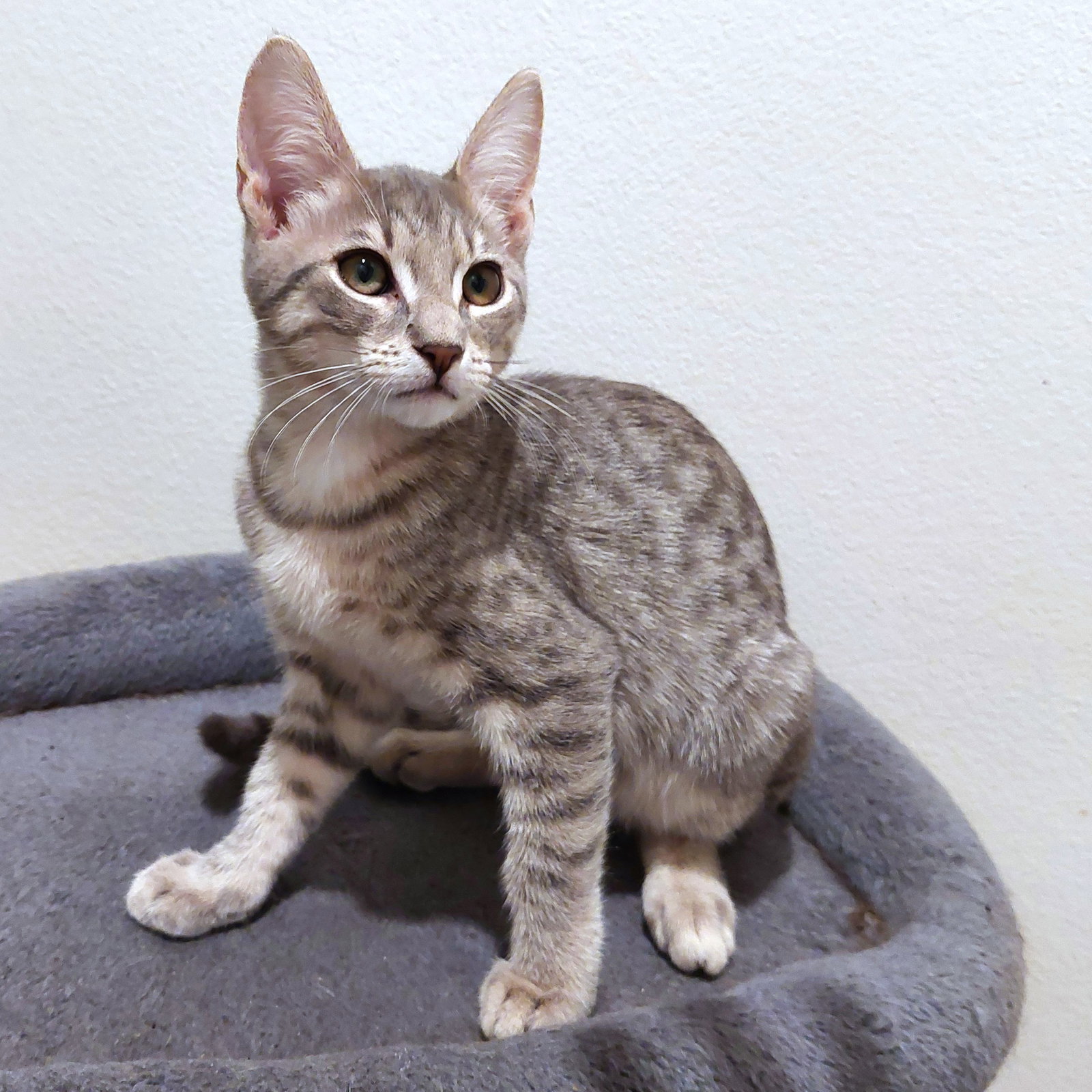 Cats for Adoption in Cocoa West, Florida | Alpha Paw