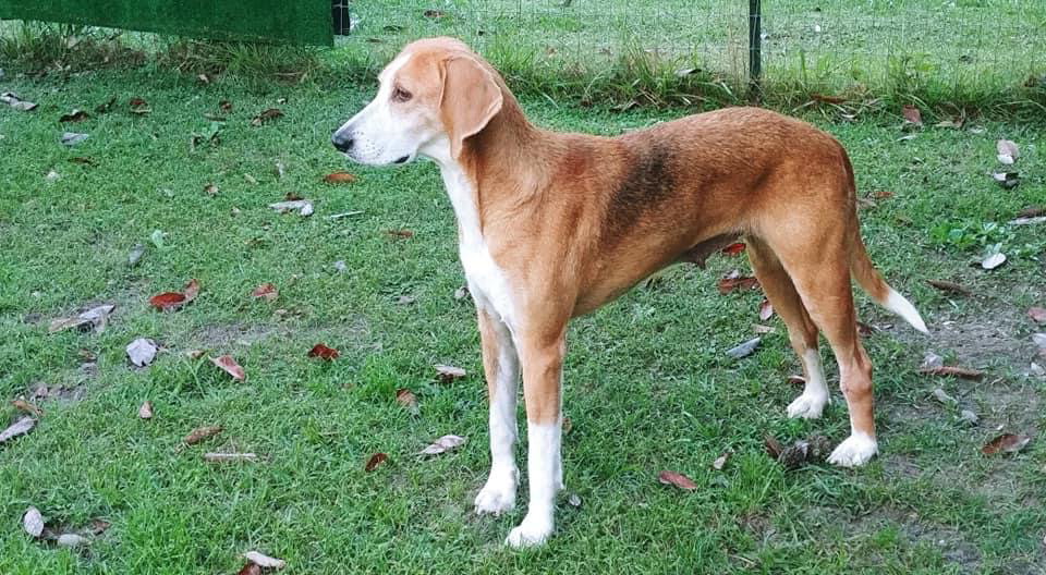 Animal Search – Peace, Love & Paws