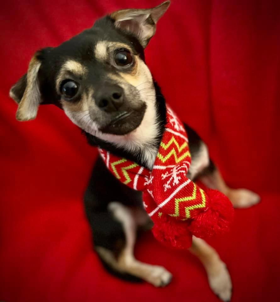 Dog for Adoption - Dugg, a Chihuahua in Johnsonville, SC | Alpha Paw