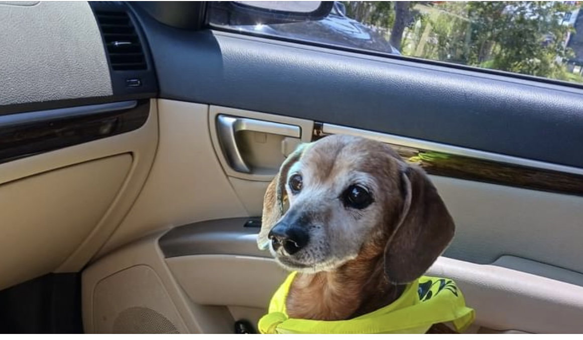 Dog for Adoption - Lady Anna, a Dachshund in Myrtle Beach, SC | Alpha Paw