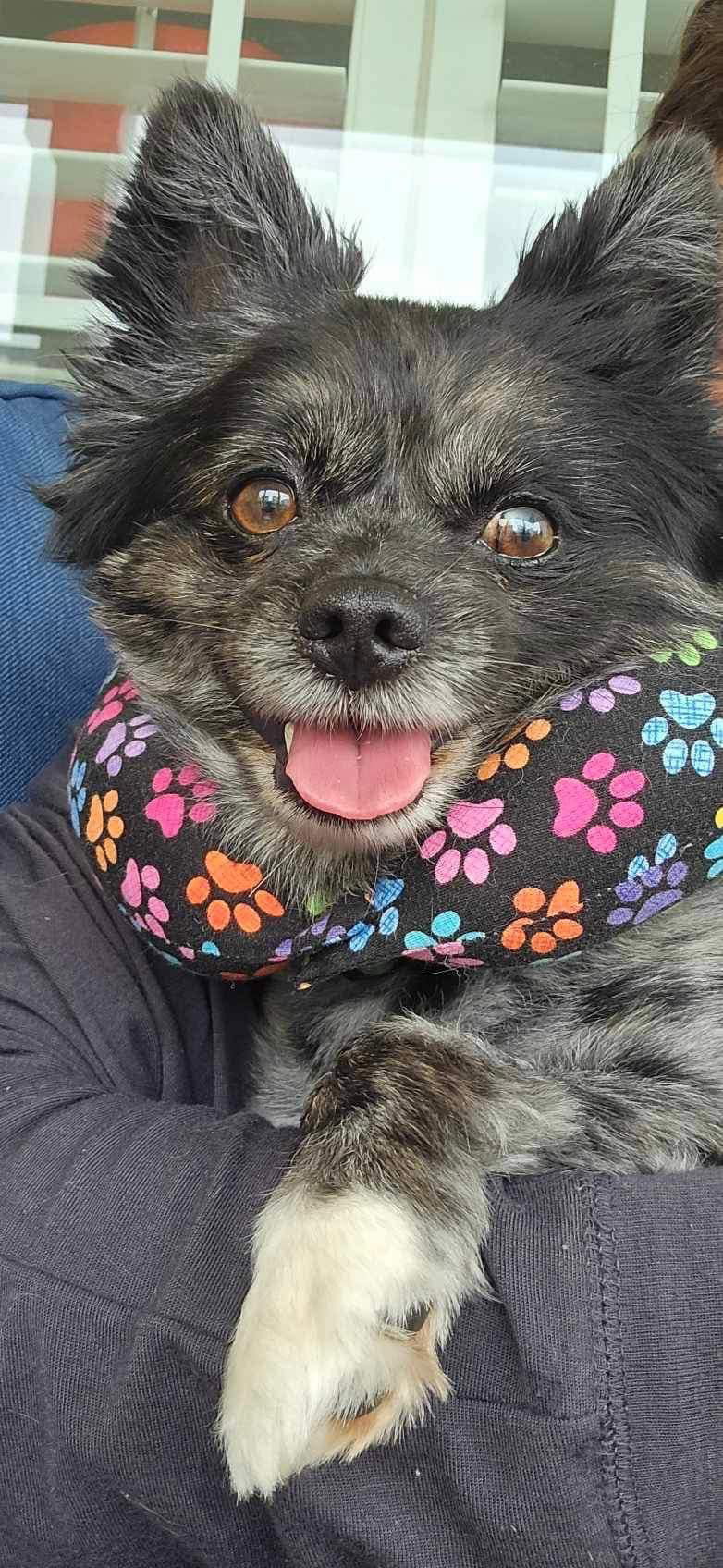 Dog for Adoption - Yogi, a Pomeranian in Myrtle Beach, SC | Alpha Paw