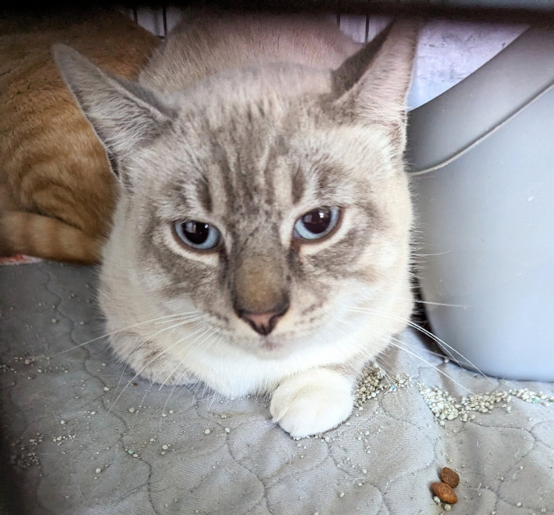 Cats for Adoption in Gainesville, Florida | Alpha Paw