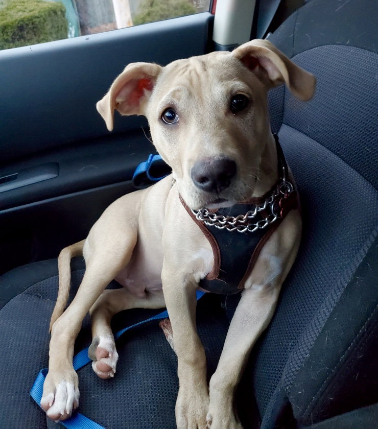 Benji (Simba)'s Web Page