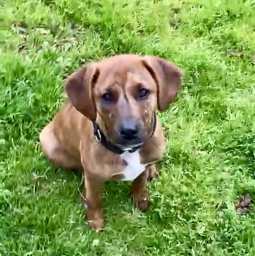 Dog for Adoption - Cherie, a Dachshund in Kenilworth, NJ | Alpha Paw