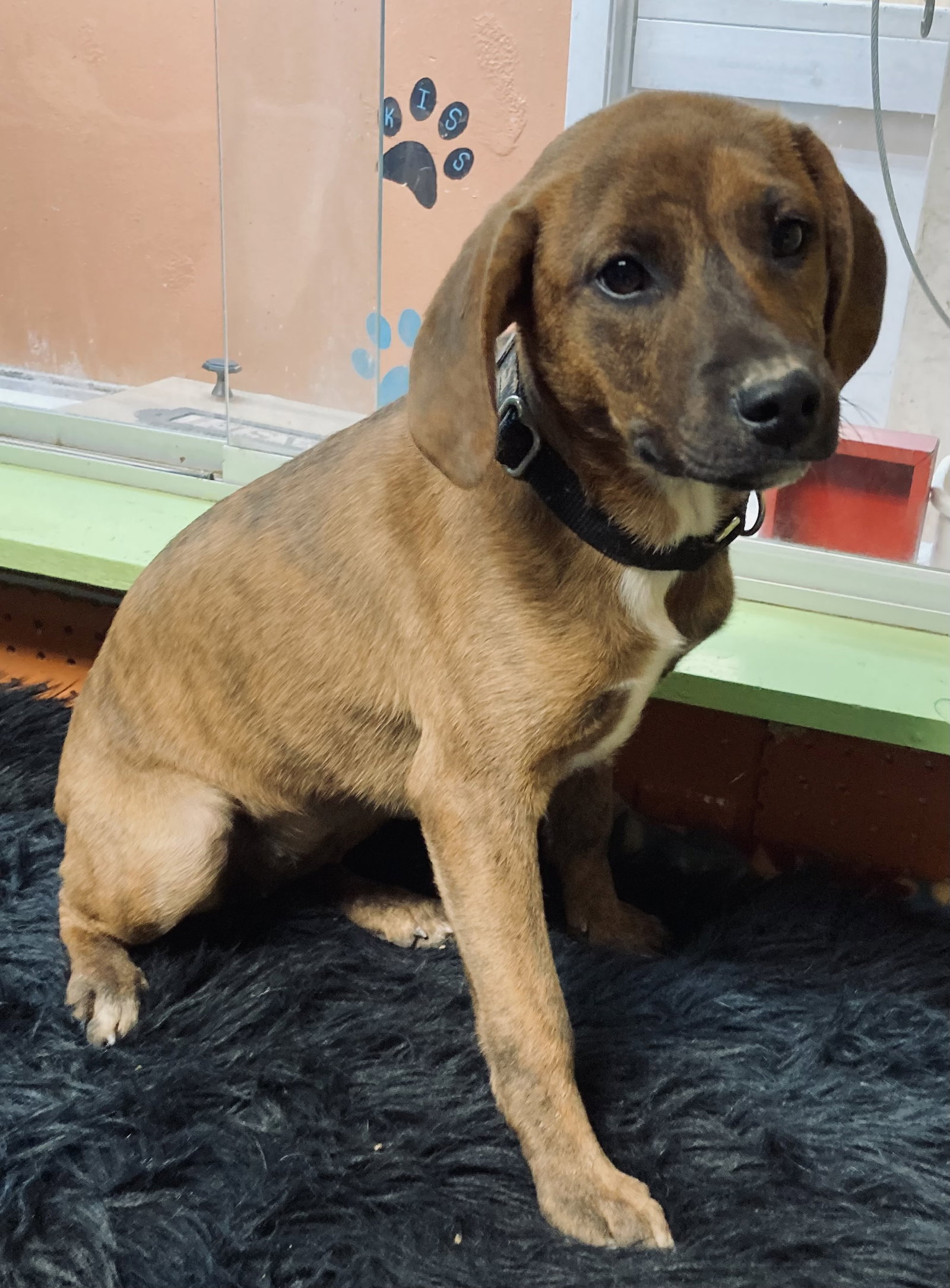 Dog for Adoption - Cherie, a Dachshund in Kenilworth, NJ | Alpha Paw