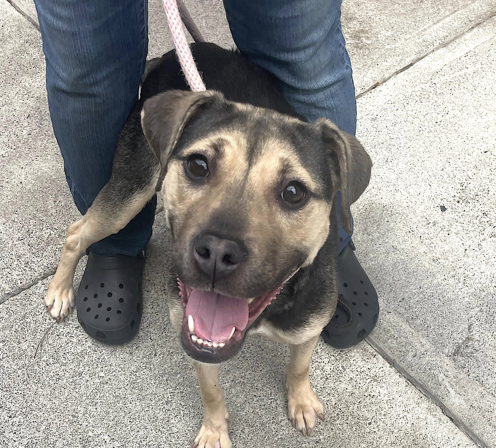 Dog for Adoption - Selene, a Hound in Brooklyn, NY | Alpha Paw