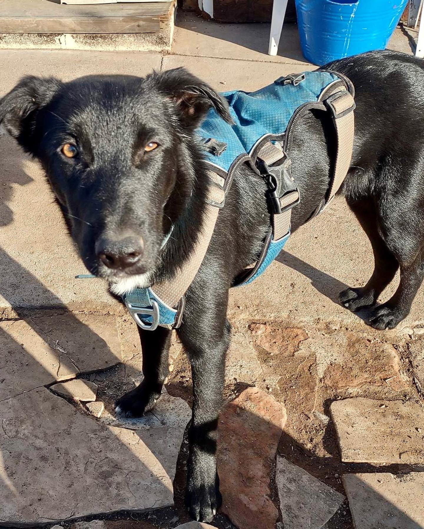 Dog for Adoption - Pig-Zig, a Labrador Retriever in Payson, AZ | Alpha Paw