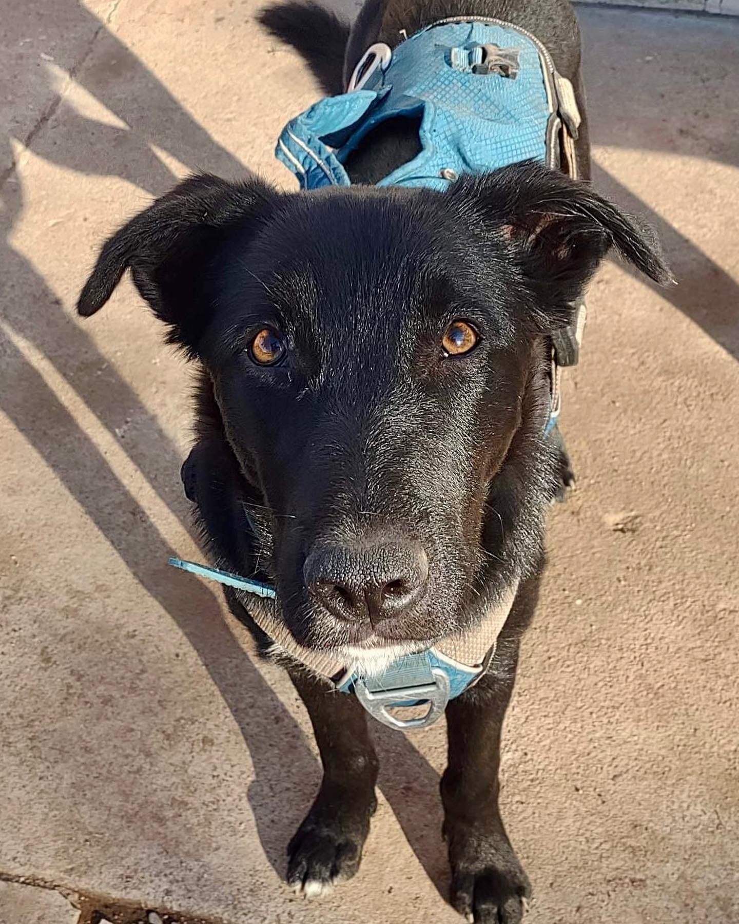 Dog for Adoption - Pig-Zig, a Labrador Retriever in Payson, AZ | Alpha Paw