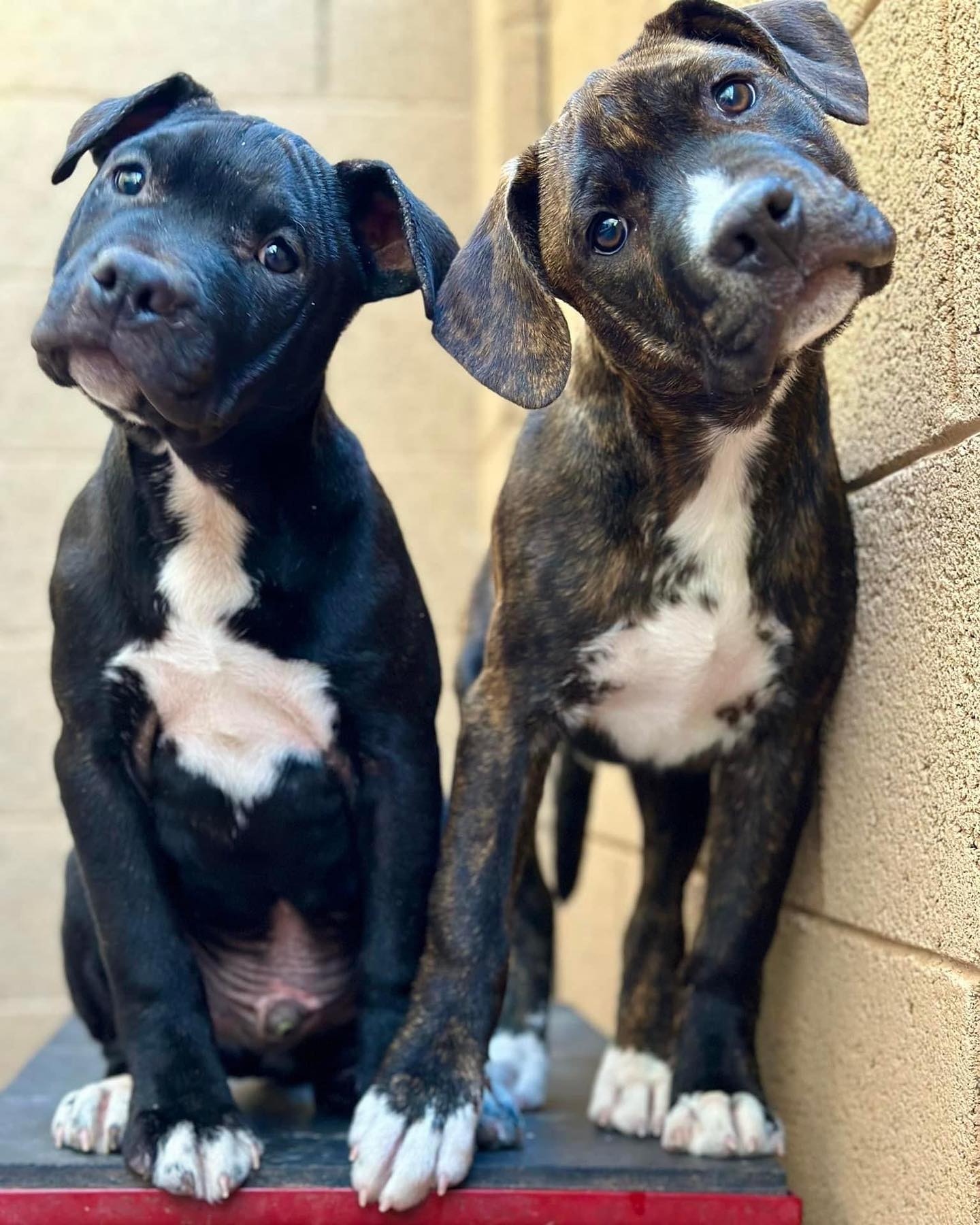 Dog for Adoption - Emmett, a Plott Hound in Payson, AZ | Alpha Paw