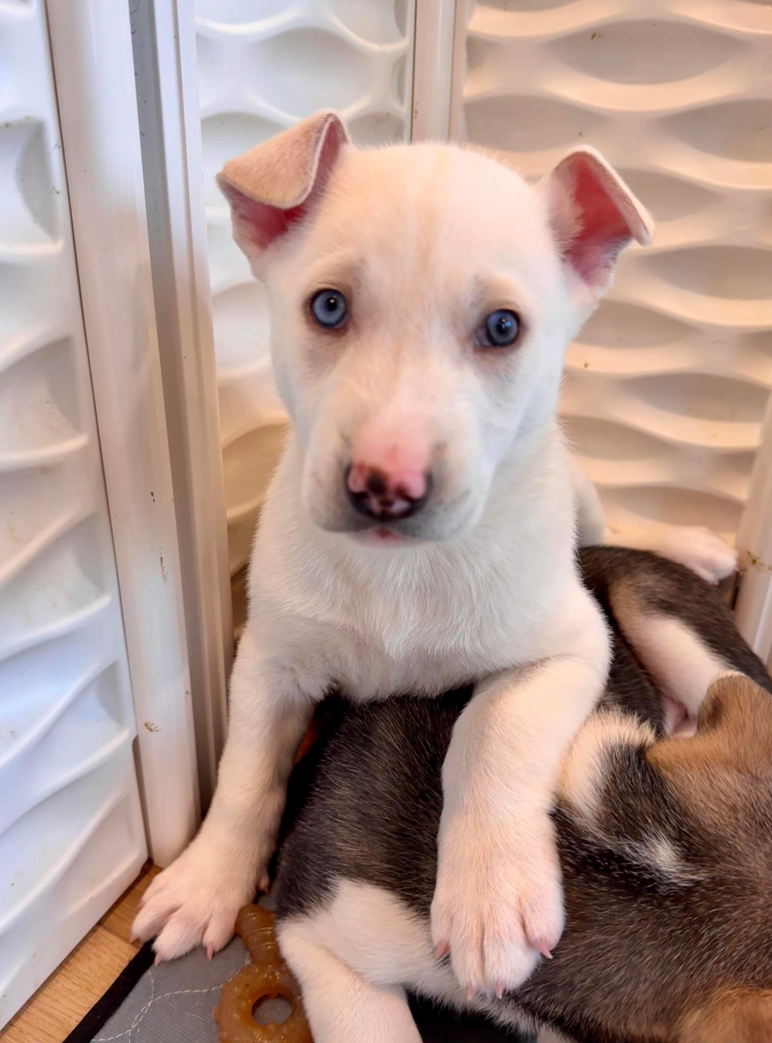 Dog for Adoption - Raspberry, a Siberian Husky in Payson, AZ | Alpha Paw