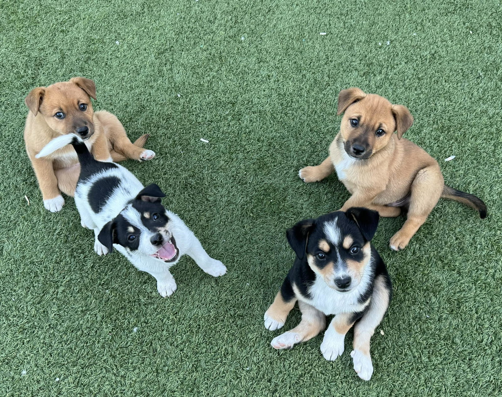 Dog for Adoption - Nestor, a Australian Shepherd in Spring Valley, AZ ...