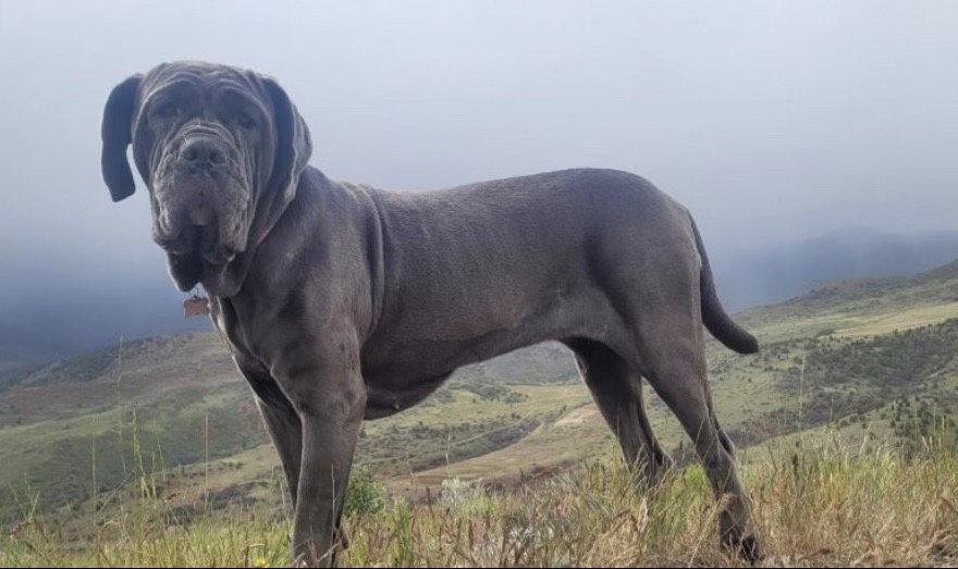 Dog for Adoption - Aria, a Neapolitan Mastiff in Columbia, IL | Alpha Paw
