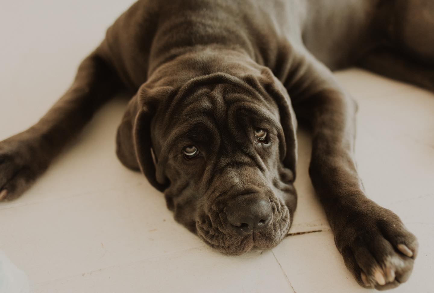Dog for Adoption - Aria, a Neapolitan Mastiff in Columbia, IL | Alpha Paw
