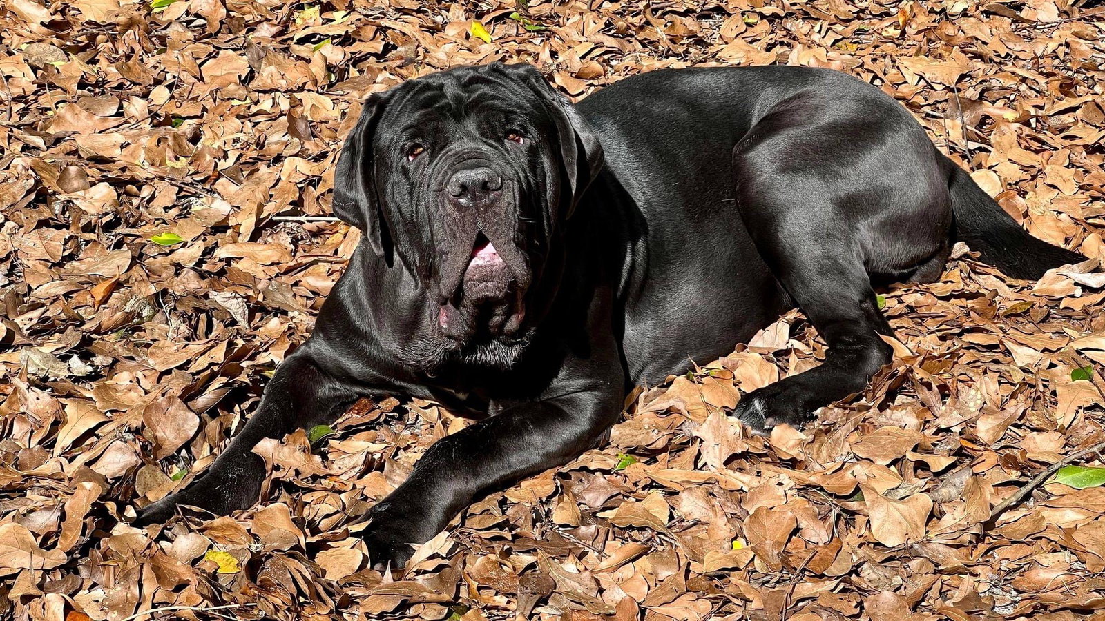 Dog for Adoption - Sascia, a Neapolitan Mastiff in Kirkwood, MO | Alpha Paw