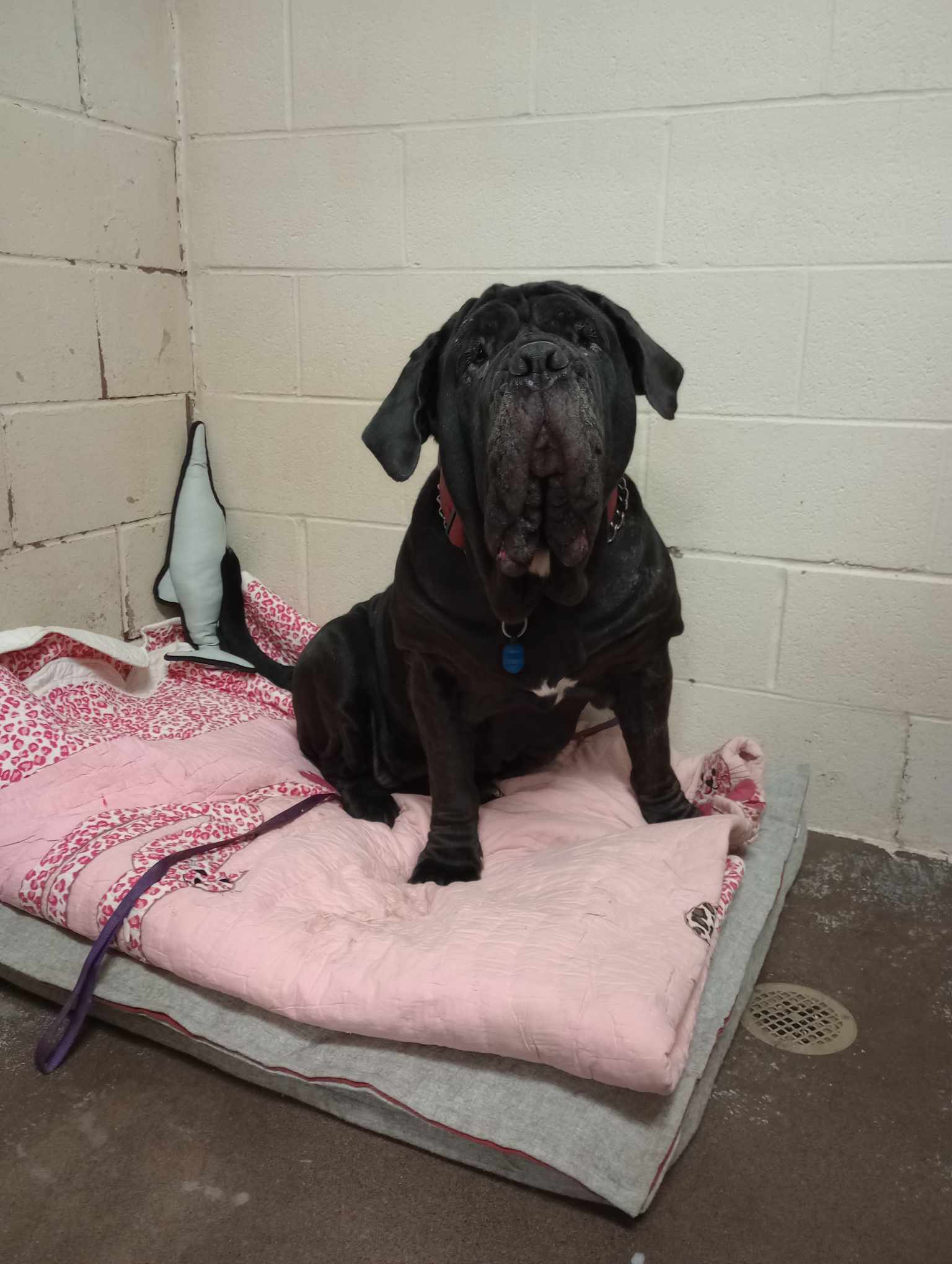 Dog for Adoption - Fiora, a Neapolitan Mastiff in Franklin County, MO ...