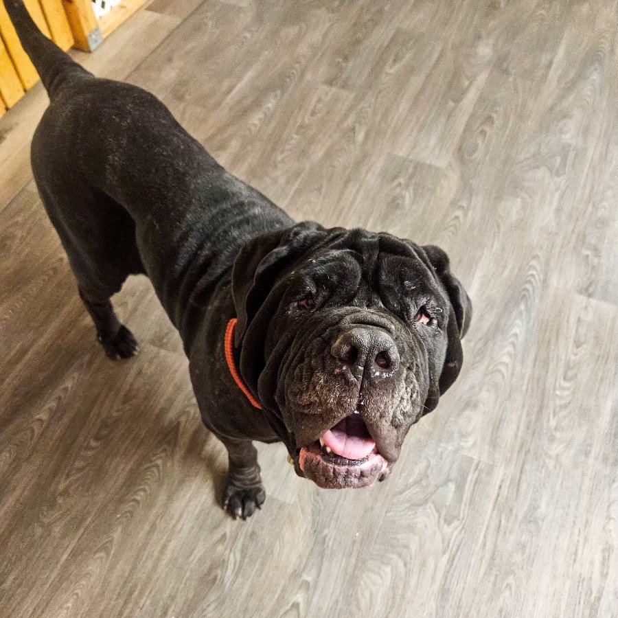 Dog for Adoption - Fiora, a Neapolitan Mastiff in Franklin County, MO ...