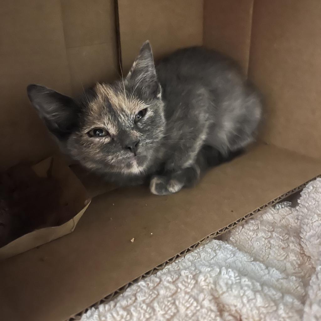 Evita | Best Friends Animal Society - Save Them All