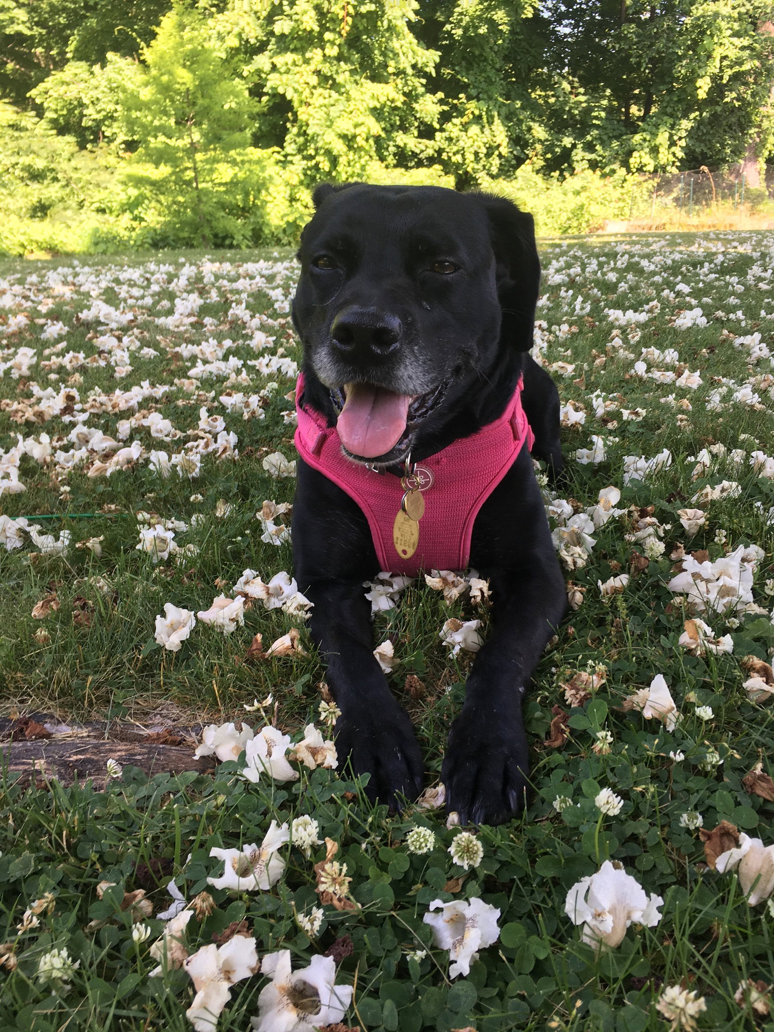 Dog for Adoption - LUNA (COURTESY POST), a Labrador Retriever in ...