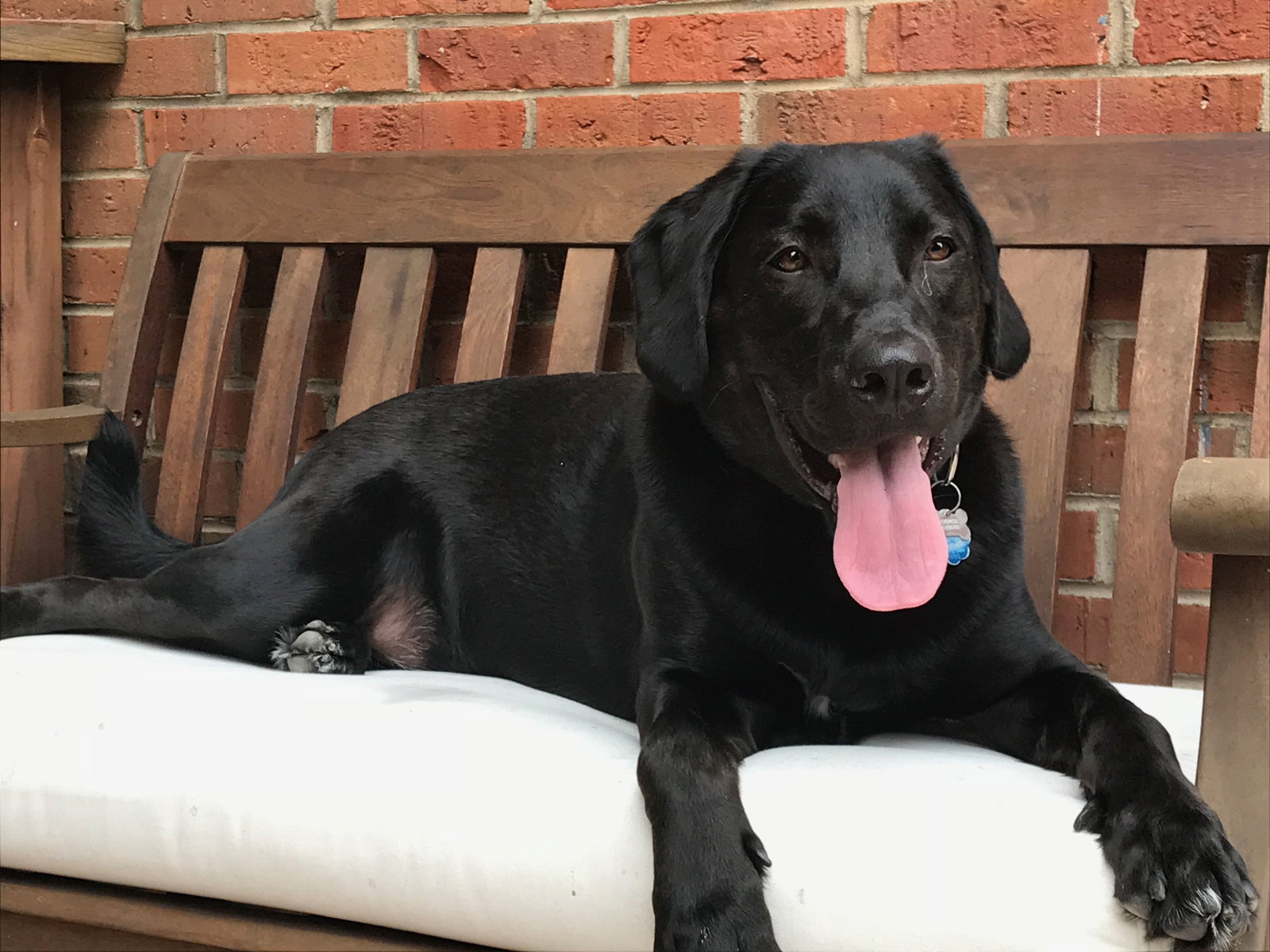 Dog for Adoption - CHARLIE 2 (COURTESY POST), a Black Labrador ...