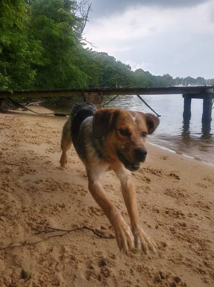 Dog for Adoption - FORD (COURTESY POST), a Great Dane in Marlboro ...