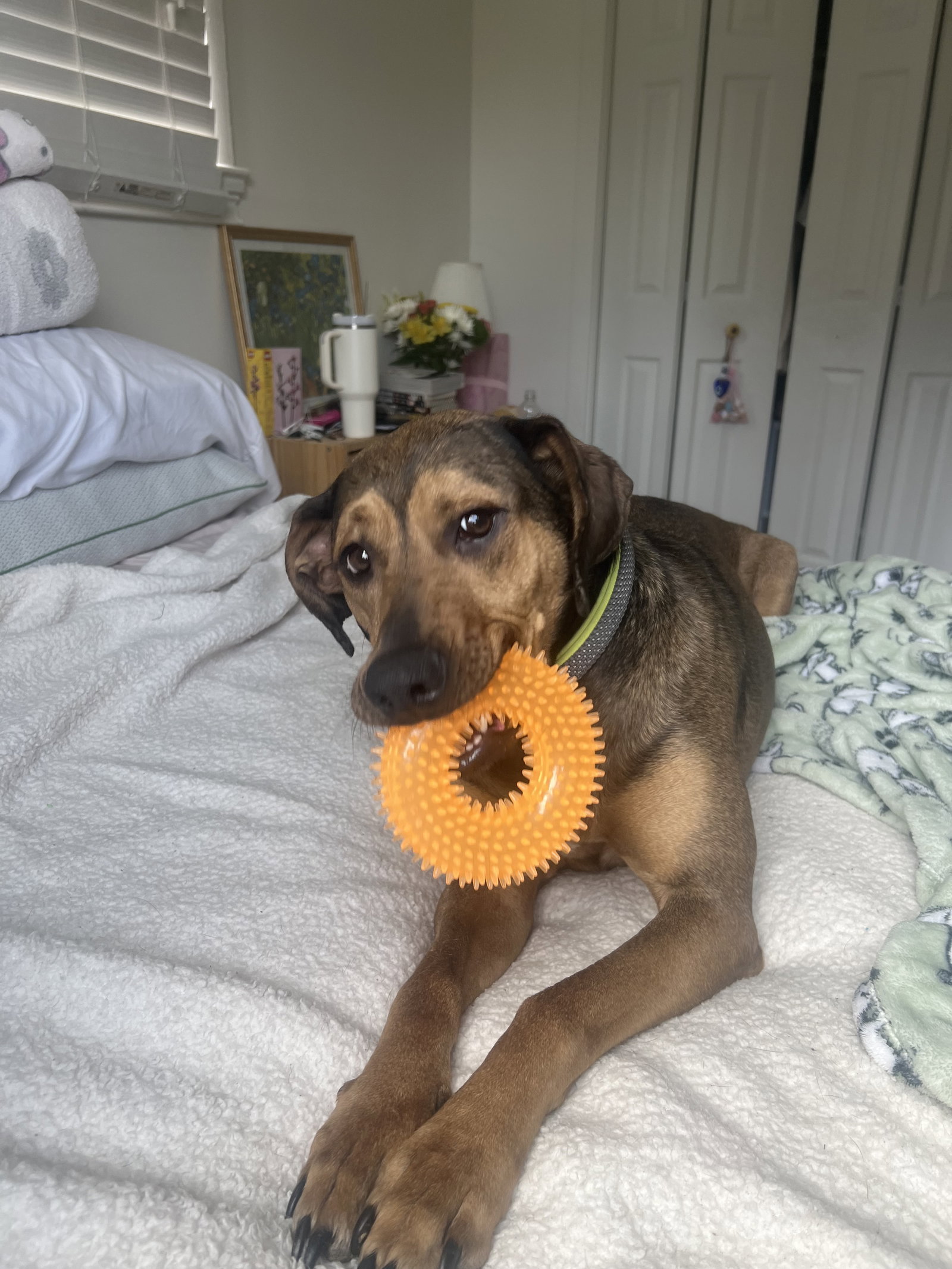 Dog for Adoption - DAISY (COURTESY POST), a Catahoula Leopard Dog in ...