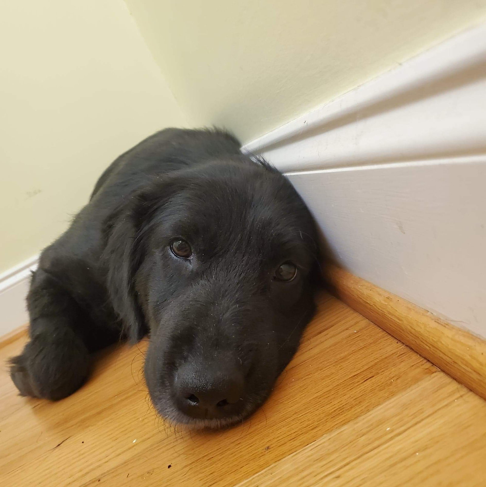 Dog for Adoption - Pearl, a Labrador Retriever in Raleigh, NC | Alpha Paw