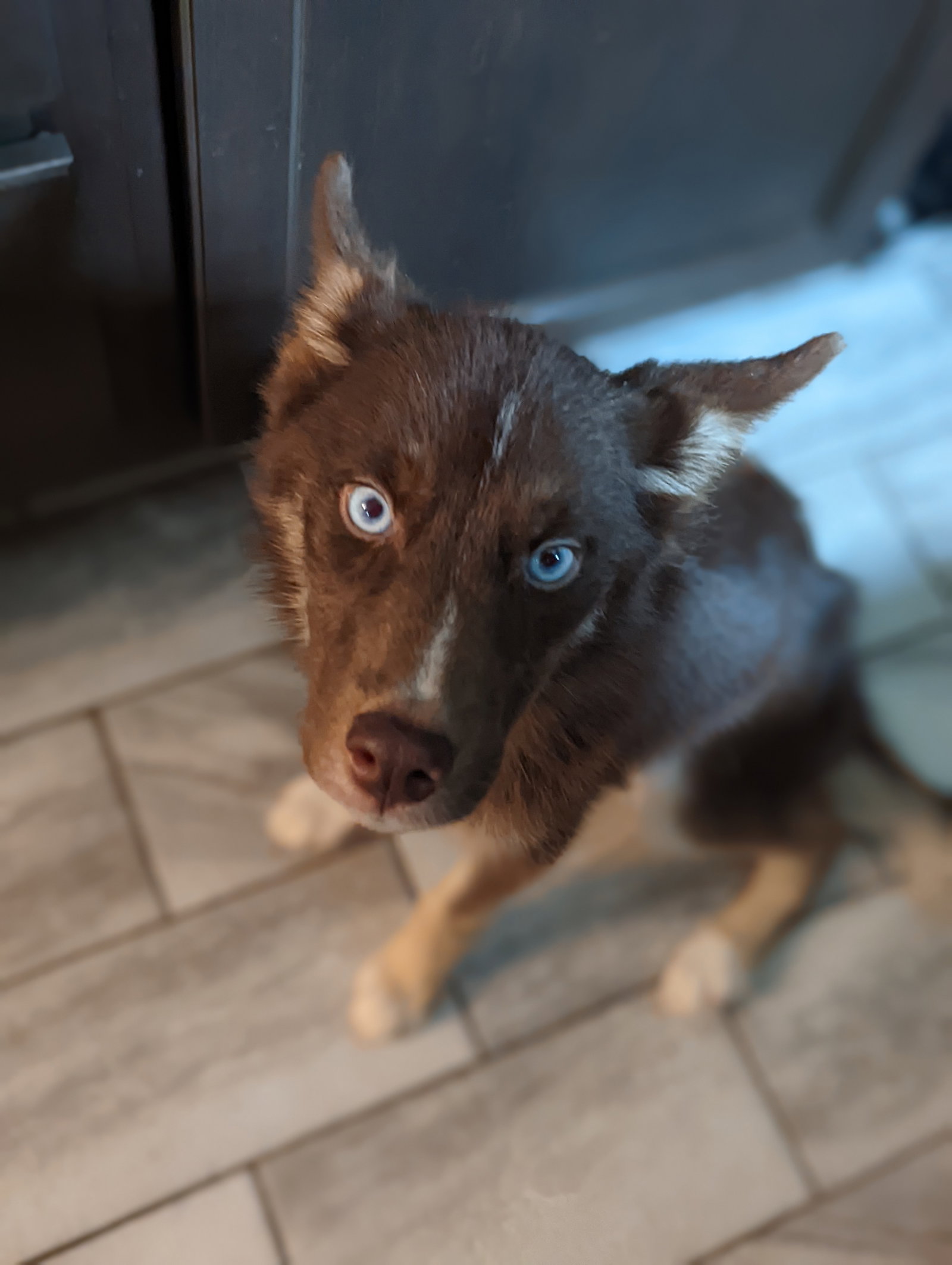 Dog for Adoption - Beta, a Husky in Johnston County, NC | Alpha Paw
