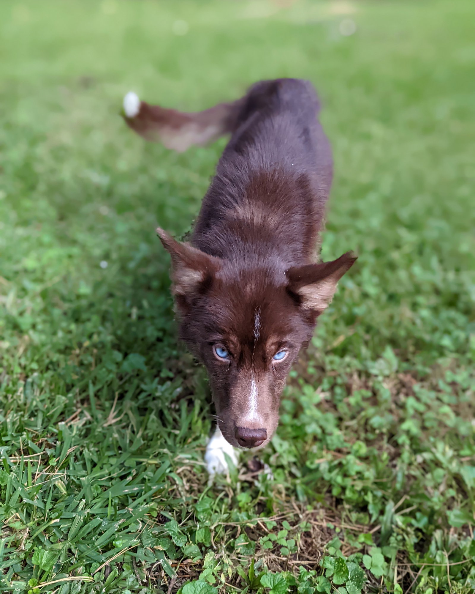 Dog for Adoption - Beta, a Husky in Johnston County, NC | Alpha Paw