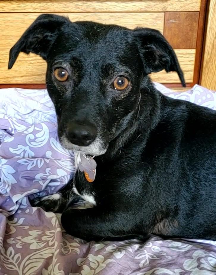 Dog for Adoption - Haze, a Dachshund in Raleigh, NC | Alpha Paw