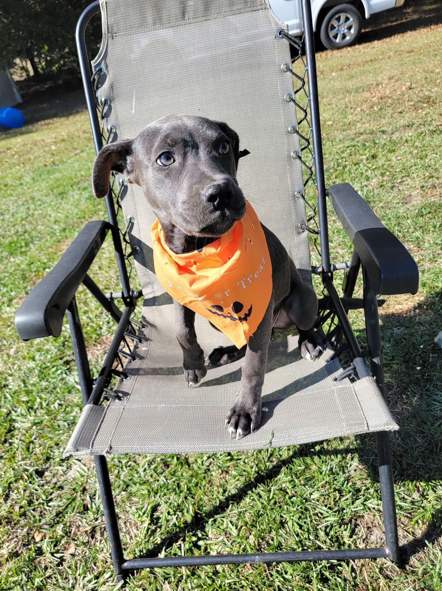 Dog for Adoption - Bluey, a American Staffordshire Terrier in Southern ...