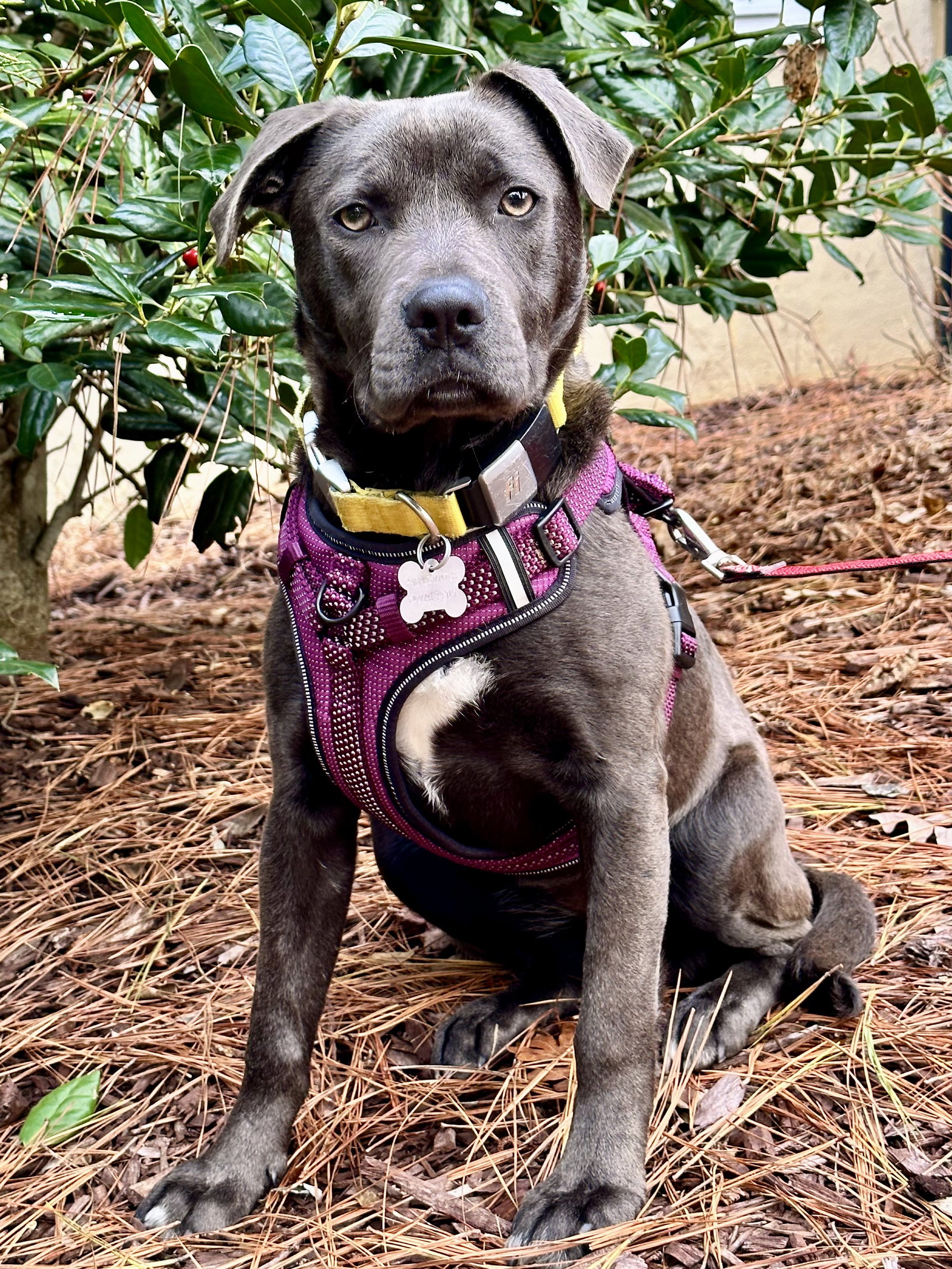 Dog for Adoption - Bluey, a American Staffordshire Terrier in Southern ...