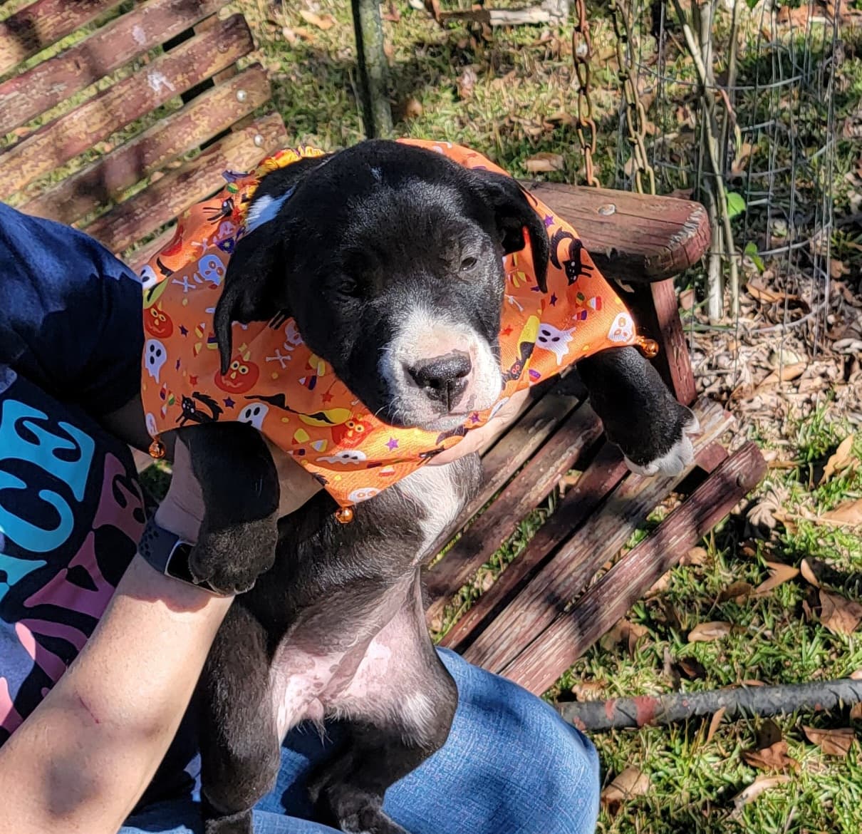 Dog for Adoption - Cami, a American Staffordshire Terrier in Johnston ...